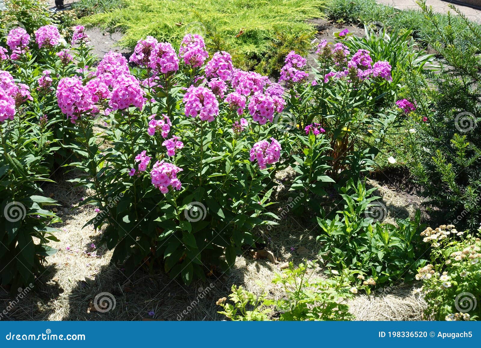 Multiple Pink Flowers of Phlox Paniculata Stock Photo - Image of petal ...