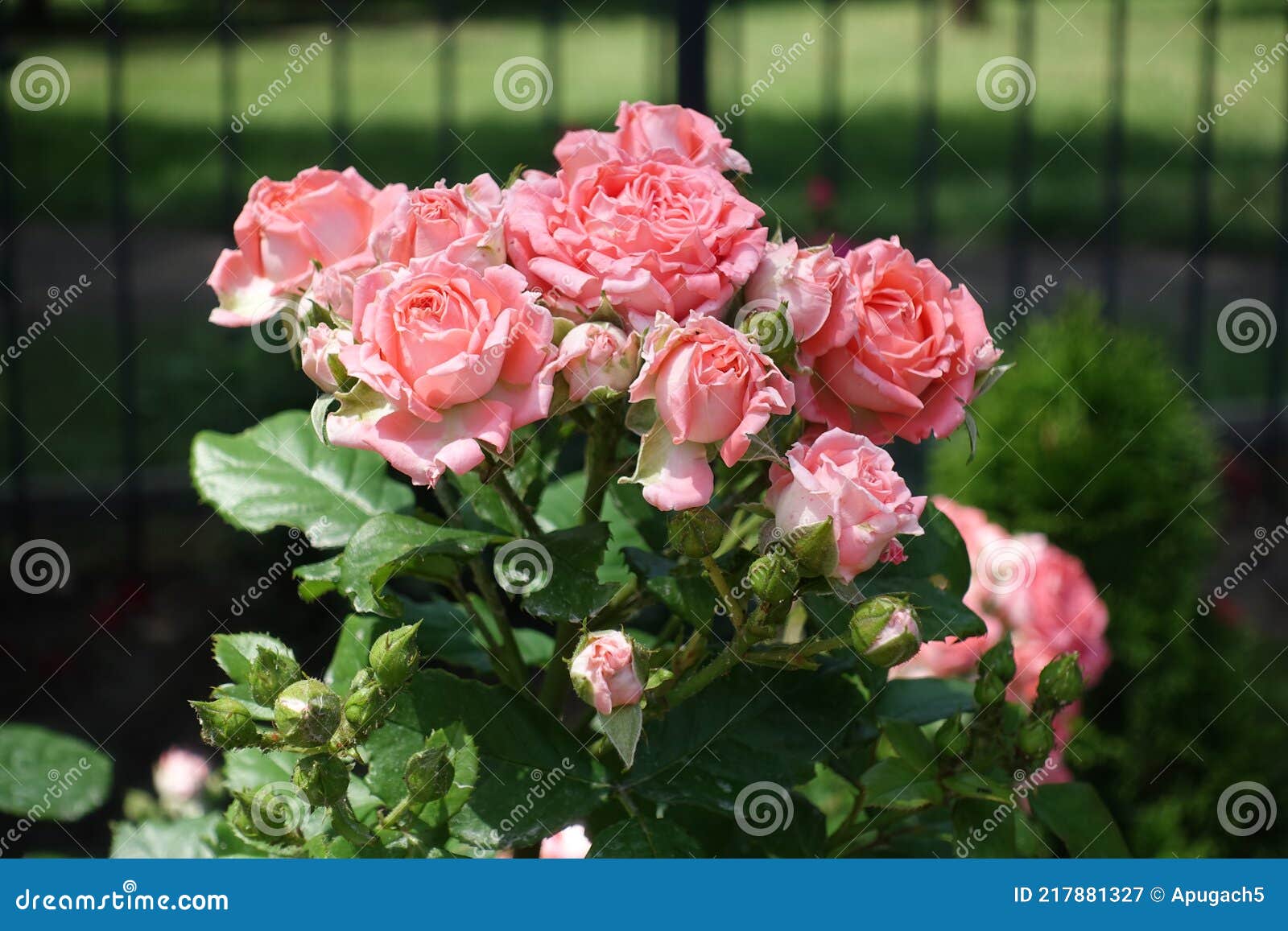 Multiple Pink Flowers of Roses Stock Image - Image of bloom, outdoors ...