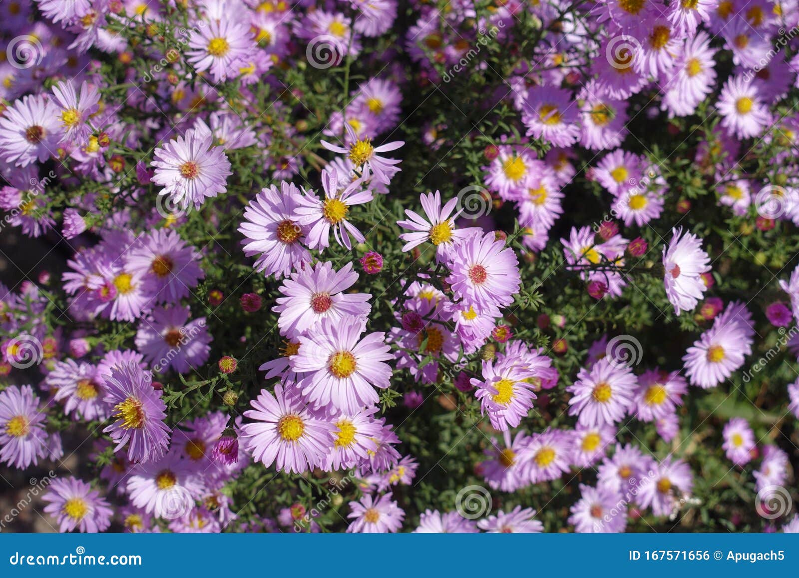 Multiple Pink Flowers of Symphyotrichum Dumosum Stock Photo - Image of ...