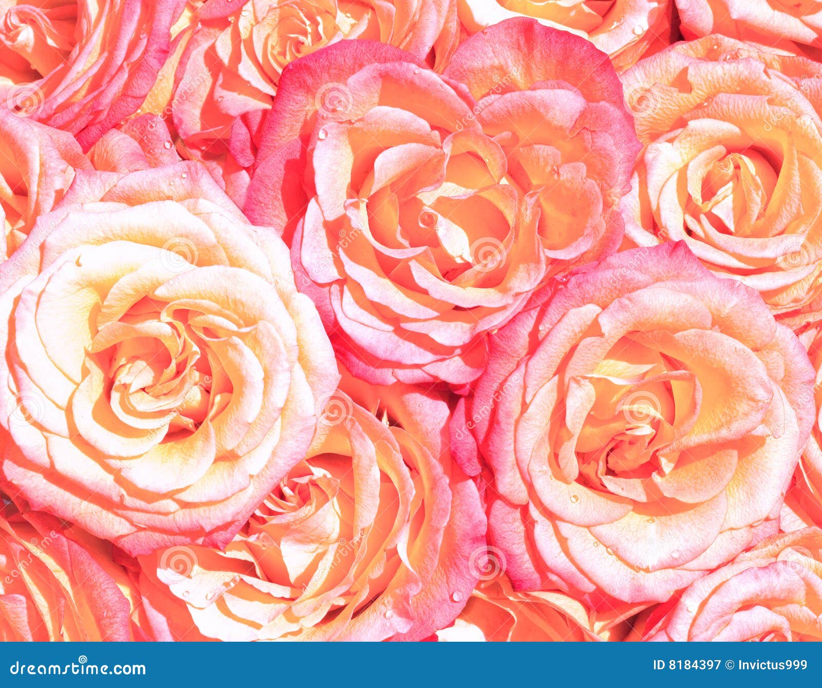 Multiple pink roses stock image. Image of isolated, celebration - 8184397