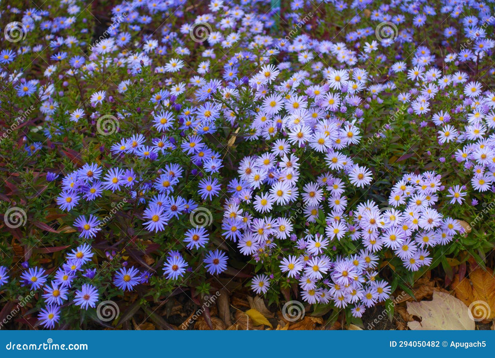 Multiple Pink and Violet Flowers of Michaelmas Daisies in October Stock ...