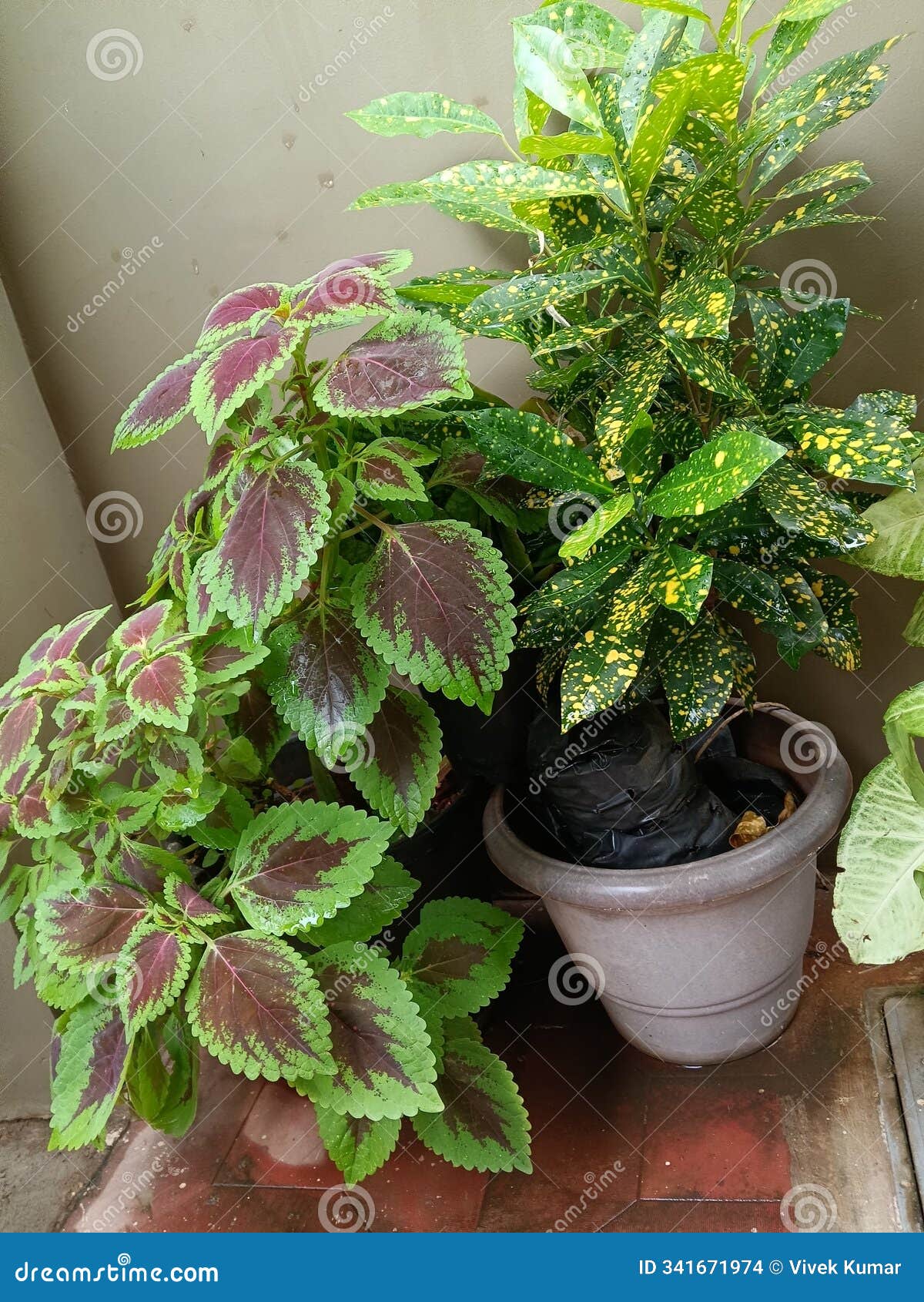 Multiple Plants for Home Decoration Purpose Stock Photo - Image of ...