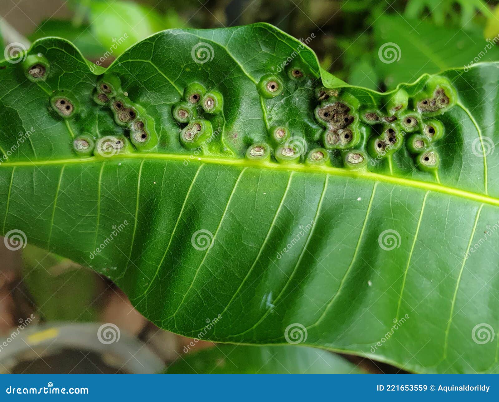 Multiple Popping-up Spots on the Surface of a Mango Leaf Stock Image ...