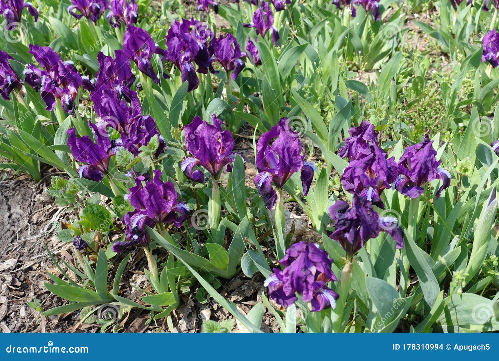 Multiple Purple Flowers of Dwarf Irises Stock Photo - Image of natural ...