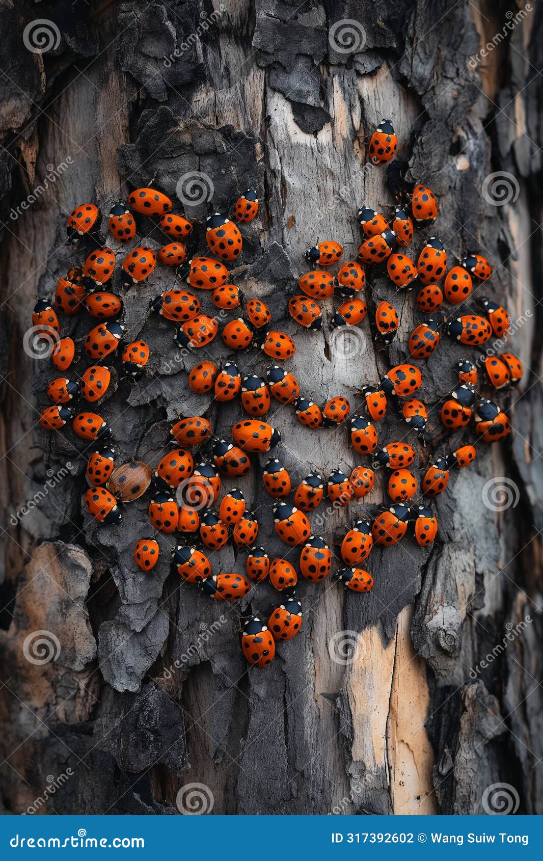 Several Heart-shaped Ladybugs Gathering on the Bark of a Tree Trunk ...
