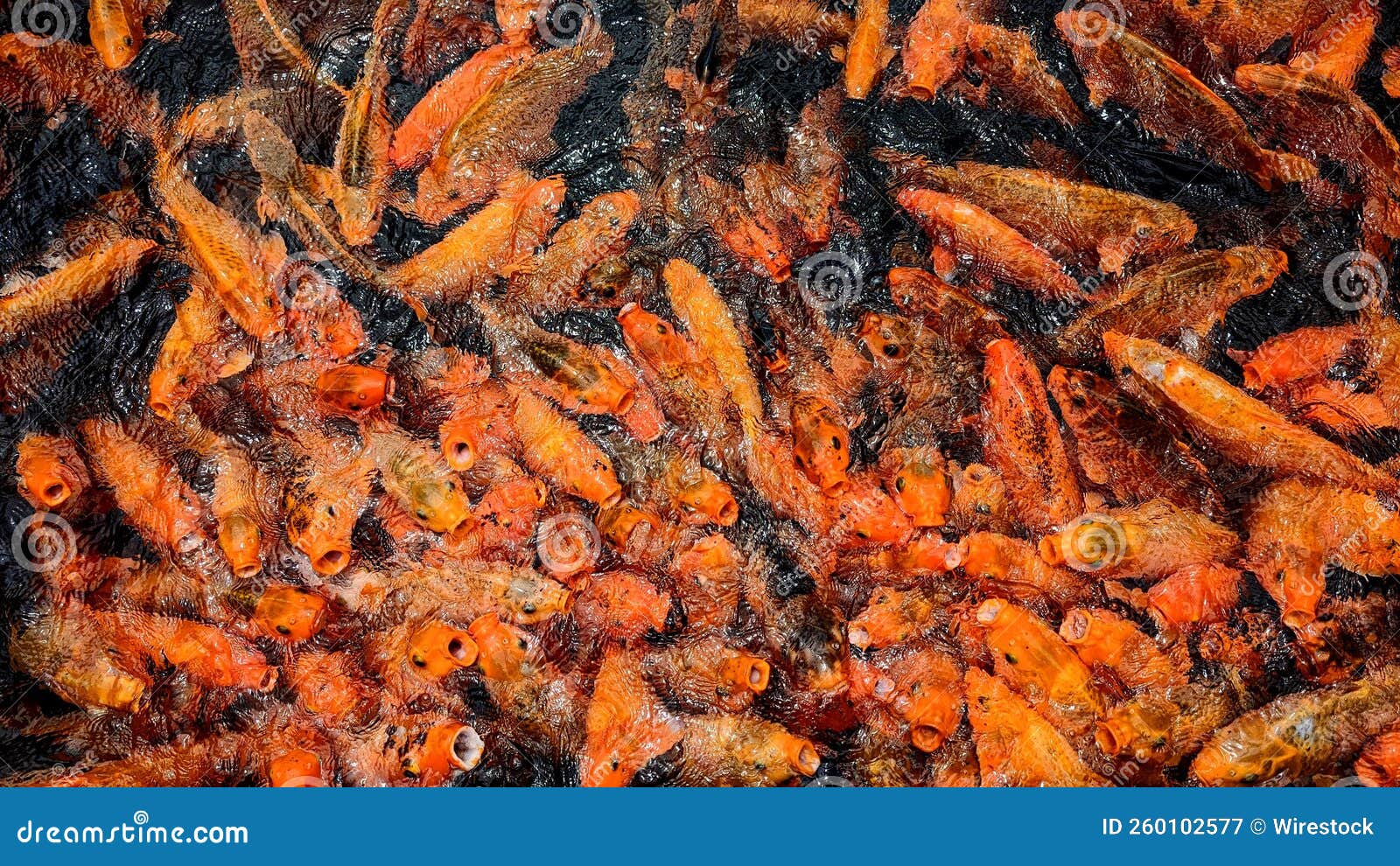 Multiple Red Koi Fish in the Water Pond. Stock Image - Image of water ...