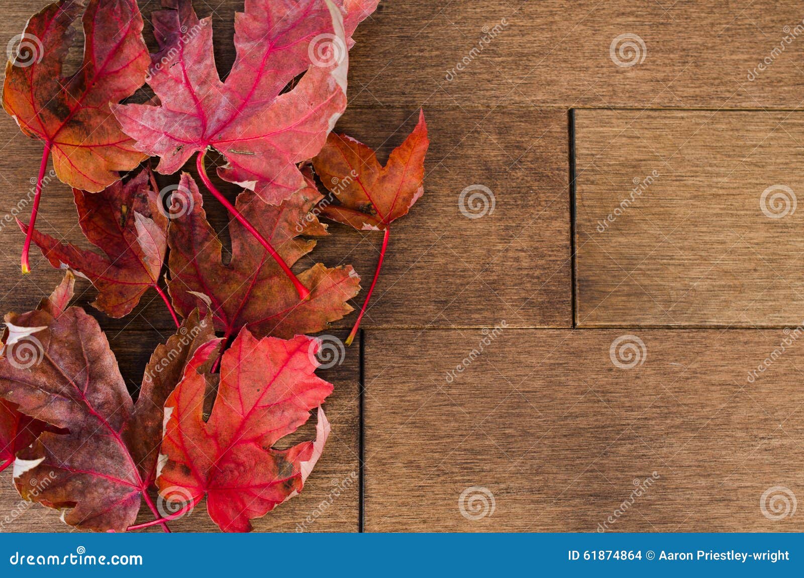 Multiple Red Maple Leafs on Maple Flooring Stock Photo - Image of dark ...
