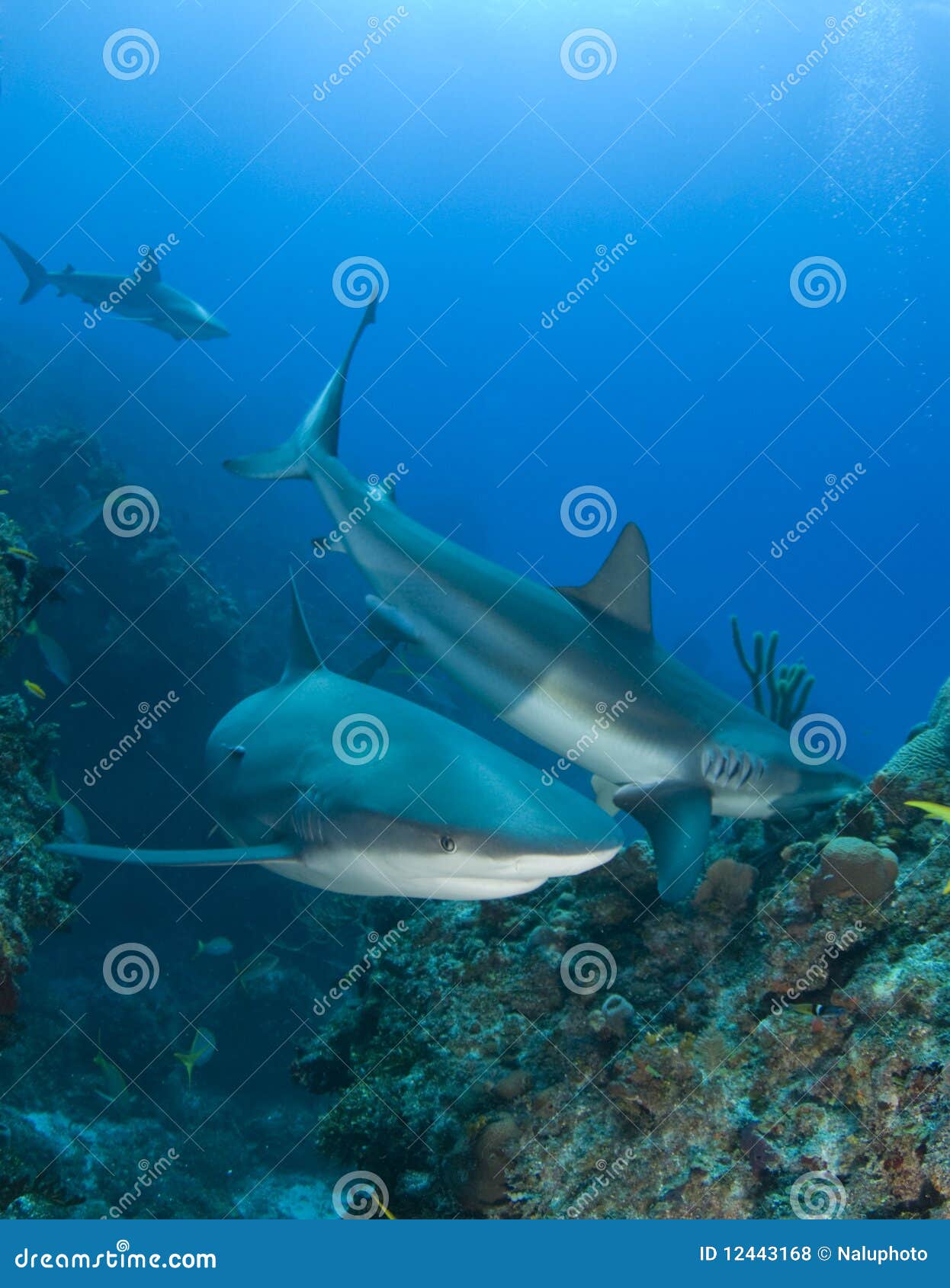 Multiple Reef Sharks on Reef Stock Photo - Image of animal, atlantic ...