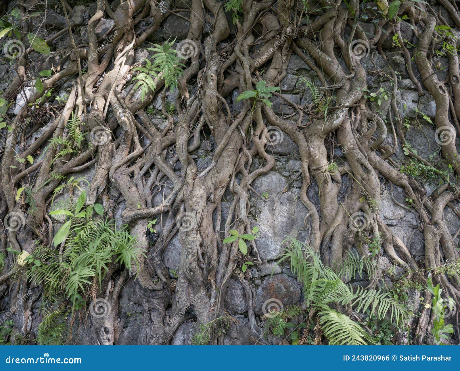 Multiple Rootlets Intertwined Forming Patterns on the Ancient Fort Wall ...