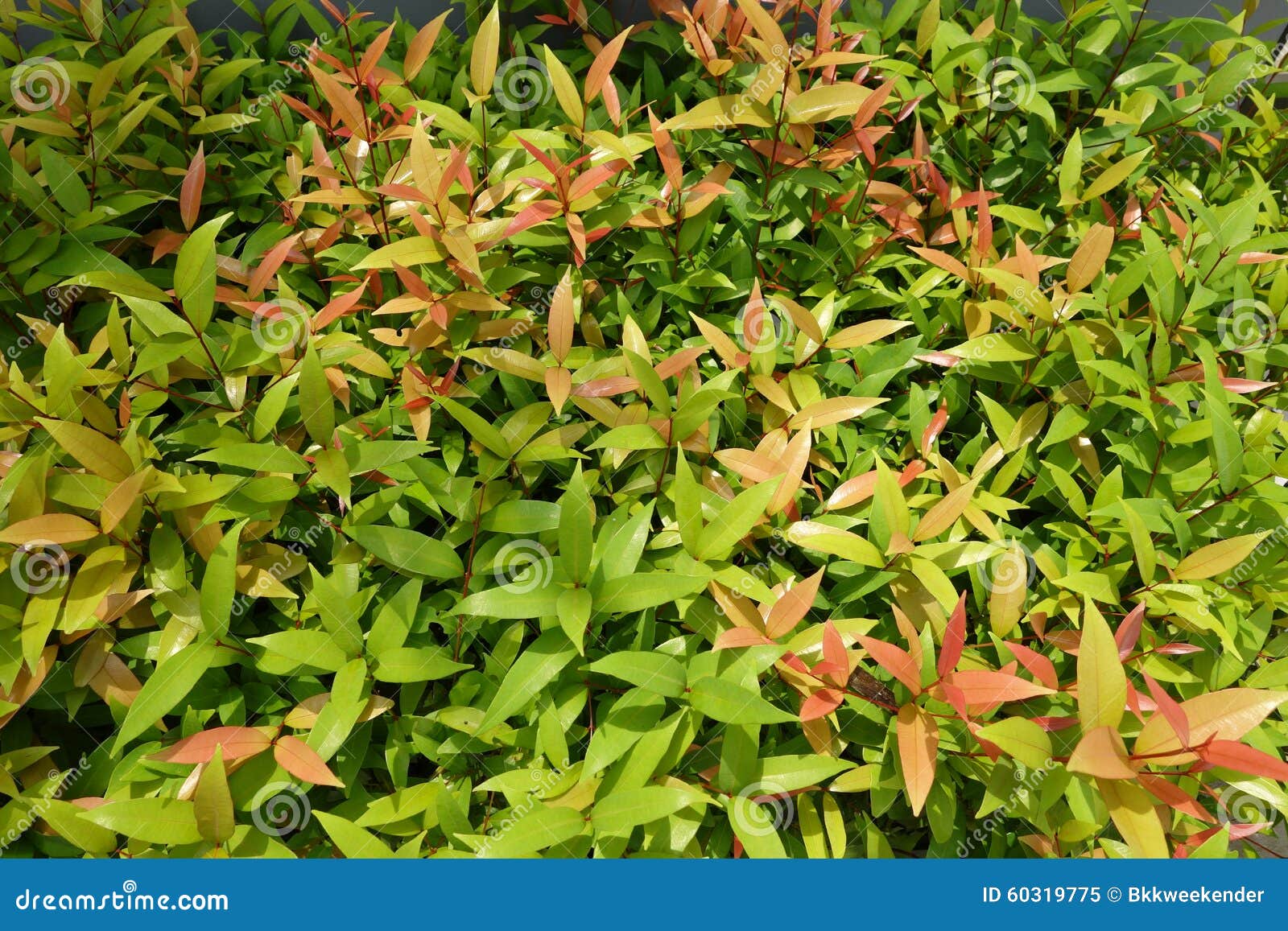 Multiple Shades of Green Leaves Stock Image - Image of fraseri, shades ...