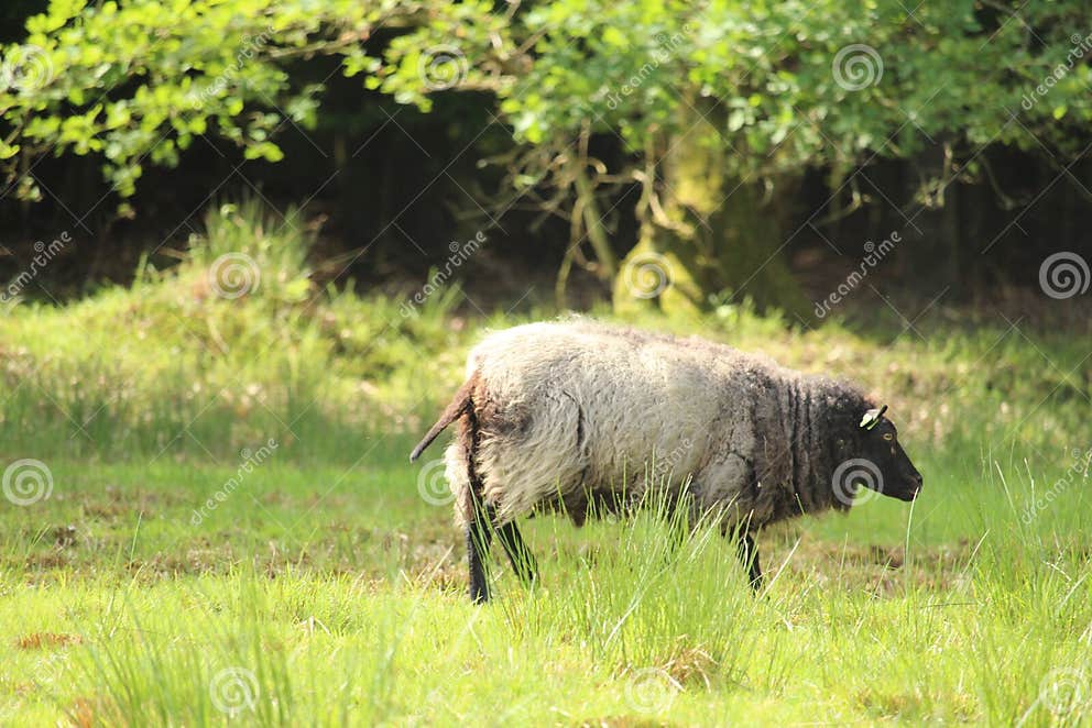 Grazing Sheep stock image. Image of silhouette, mammal - 116875255