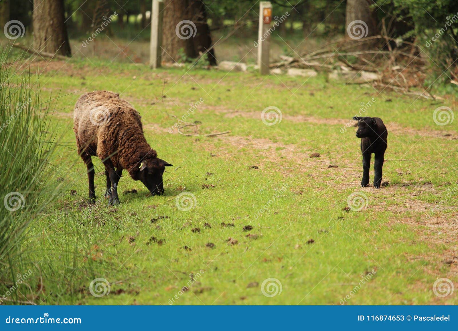 Grazing Sheep stock image. Image of black, endangered - 116874653