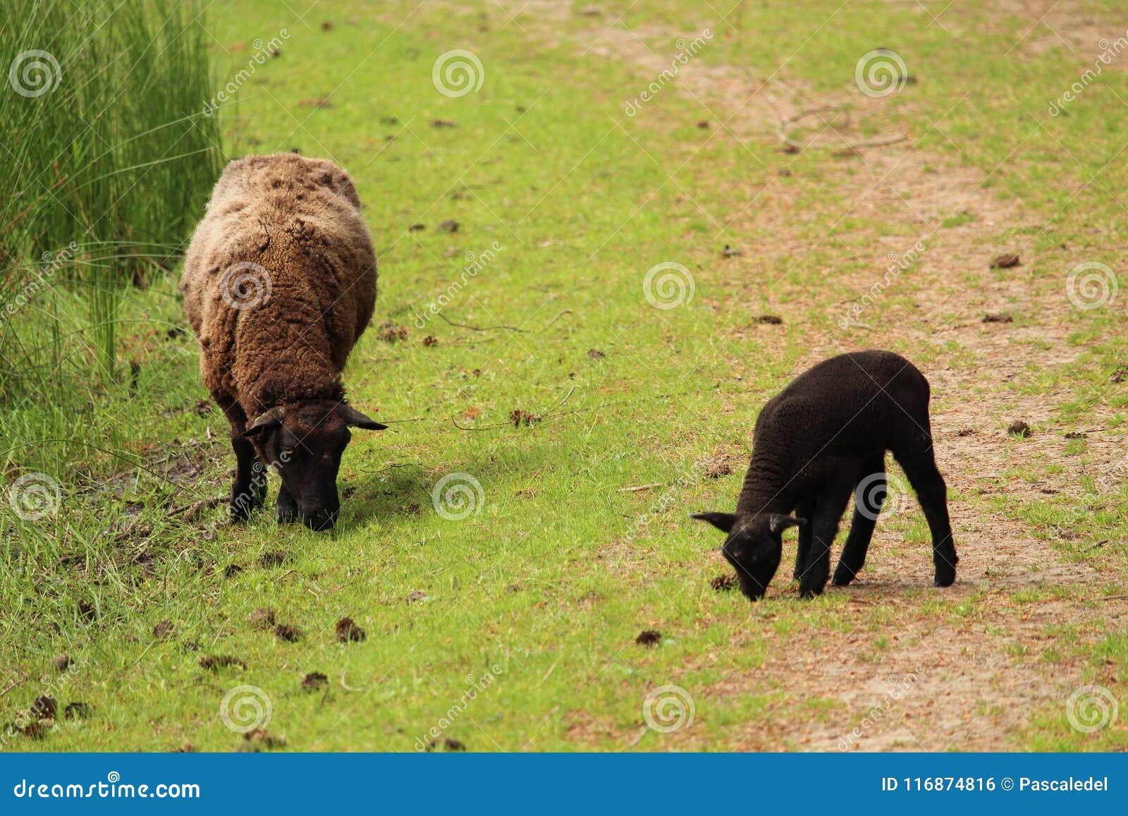 Grazing Sheep stock photo. Image of white, field, black - 116874816