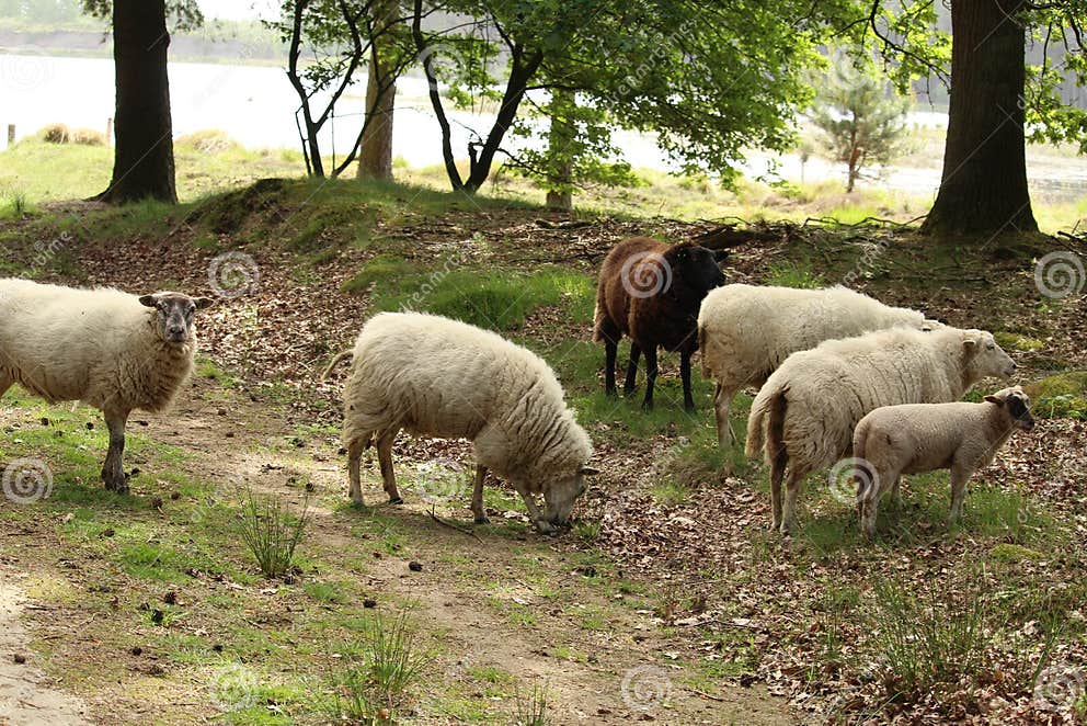 Grazing Sheep stock photo. Image of wildlife, white - 116877154