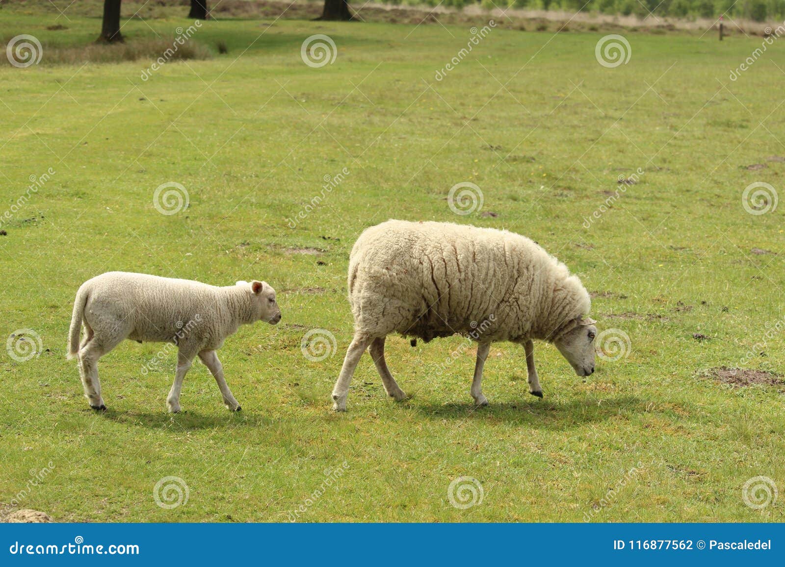 Grazing Sheep stock photo. Image of cute, grazing, sign - 116877562