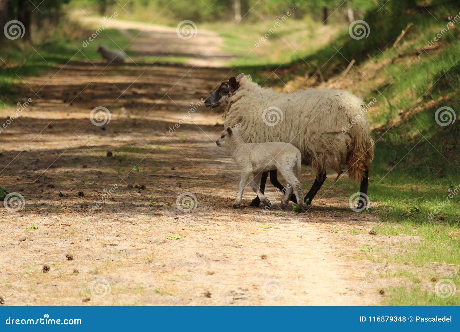 Grazing Sheep stock photo. Image of wildlife, animal - 116879348