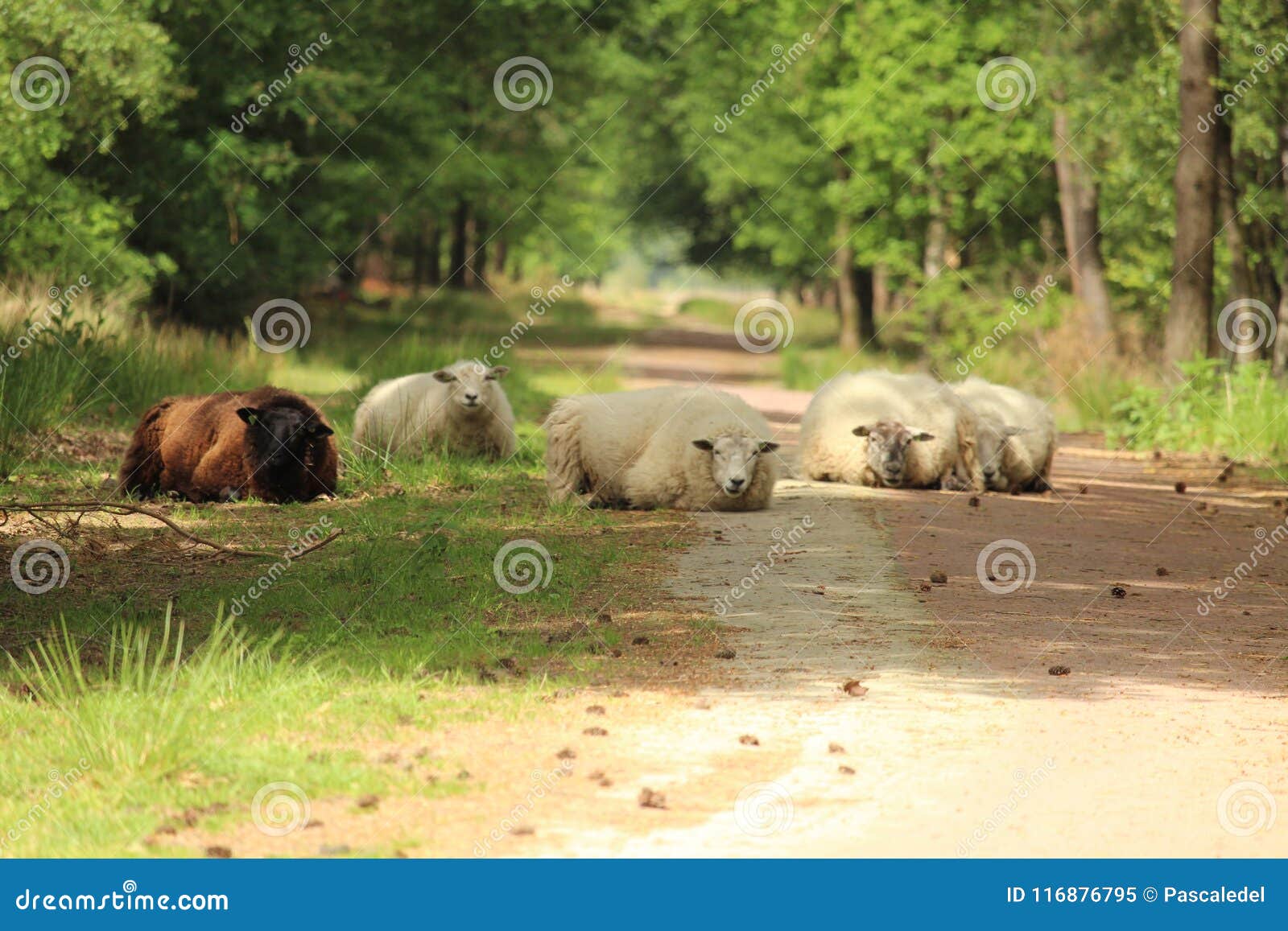 Sheep Blocking the Road stock image. Image of mammal - 116876795