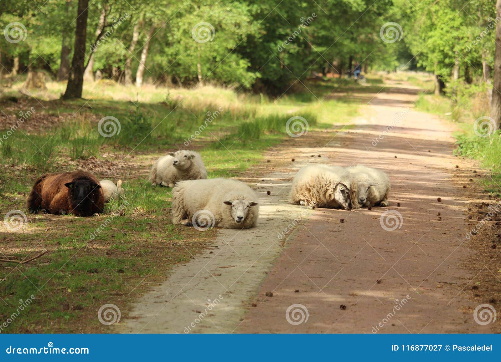 Sheep Blocking the Road stock image. Image of animals - 116877027