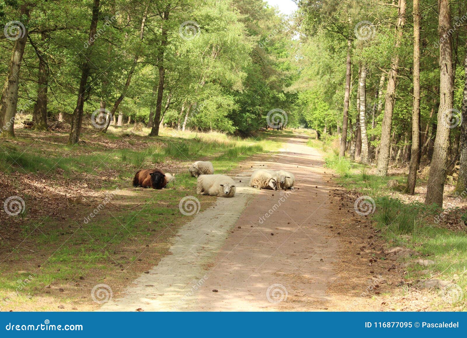Sheep Blocking the Road stock image. Image of middle - 116877095