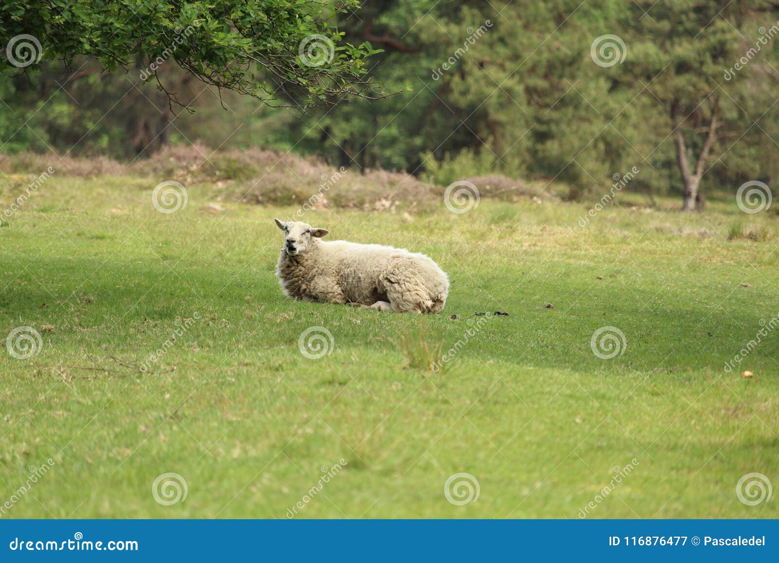 Sheep Relaxing in the Grass Stock Image - Image of isolated, lamb ...