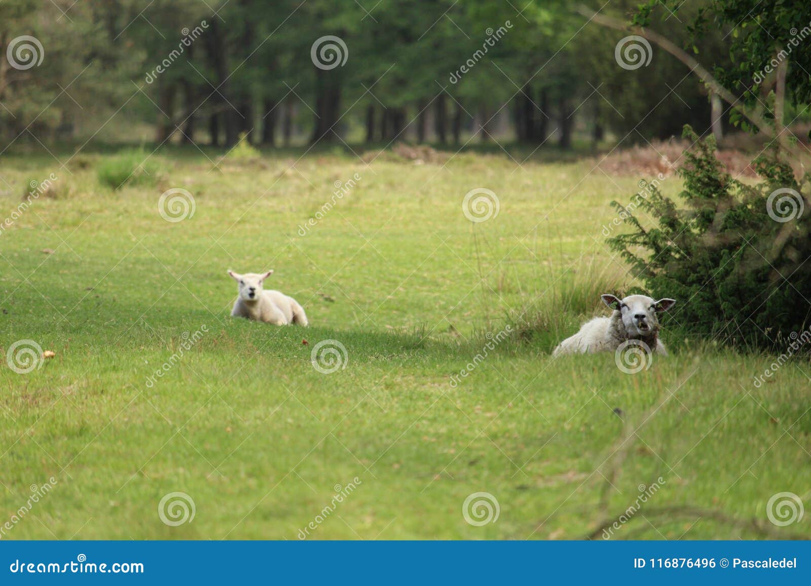 Sheep Relaxing in the Grass Stock Photo - Image of animals, white ...