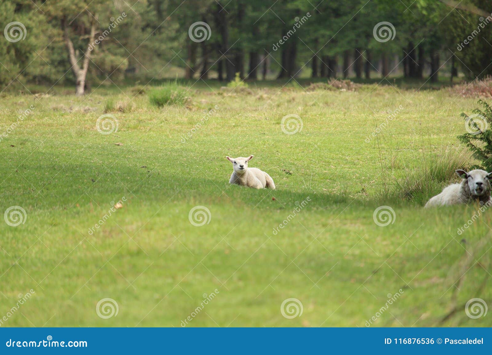 Sheep Relaxing in the Grass Stock Photo - Image of green, black: 116876536