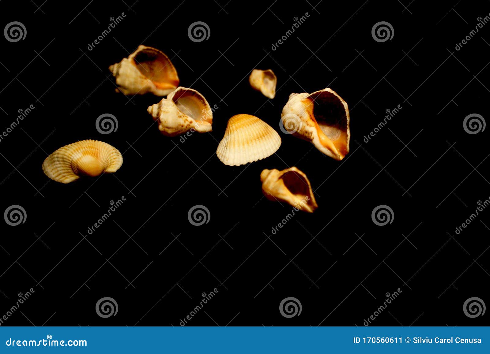 Set Of Sea Shells Of Black And Tropical Seas: Open And Closed Mussels ...