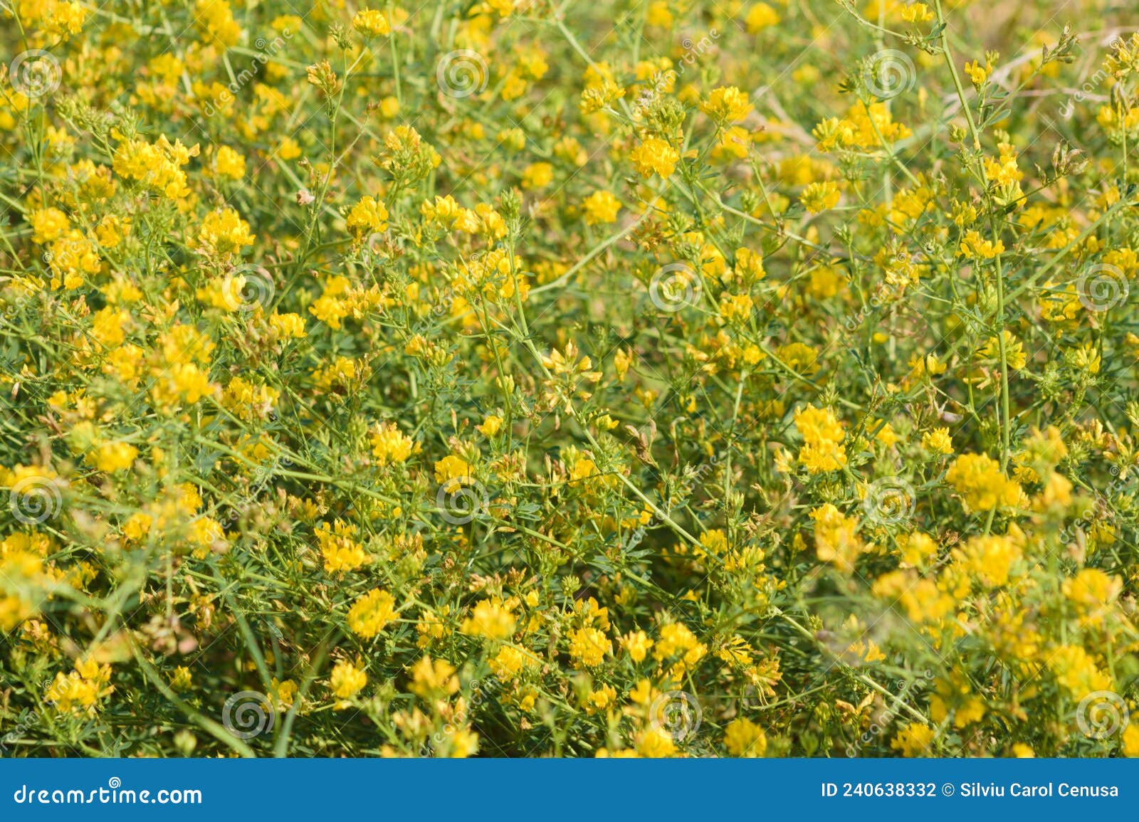 Multiple Sickle Medick in Bloom Closeup View with Selective Focus on ...