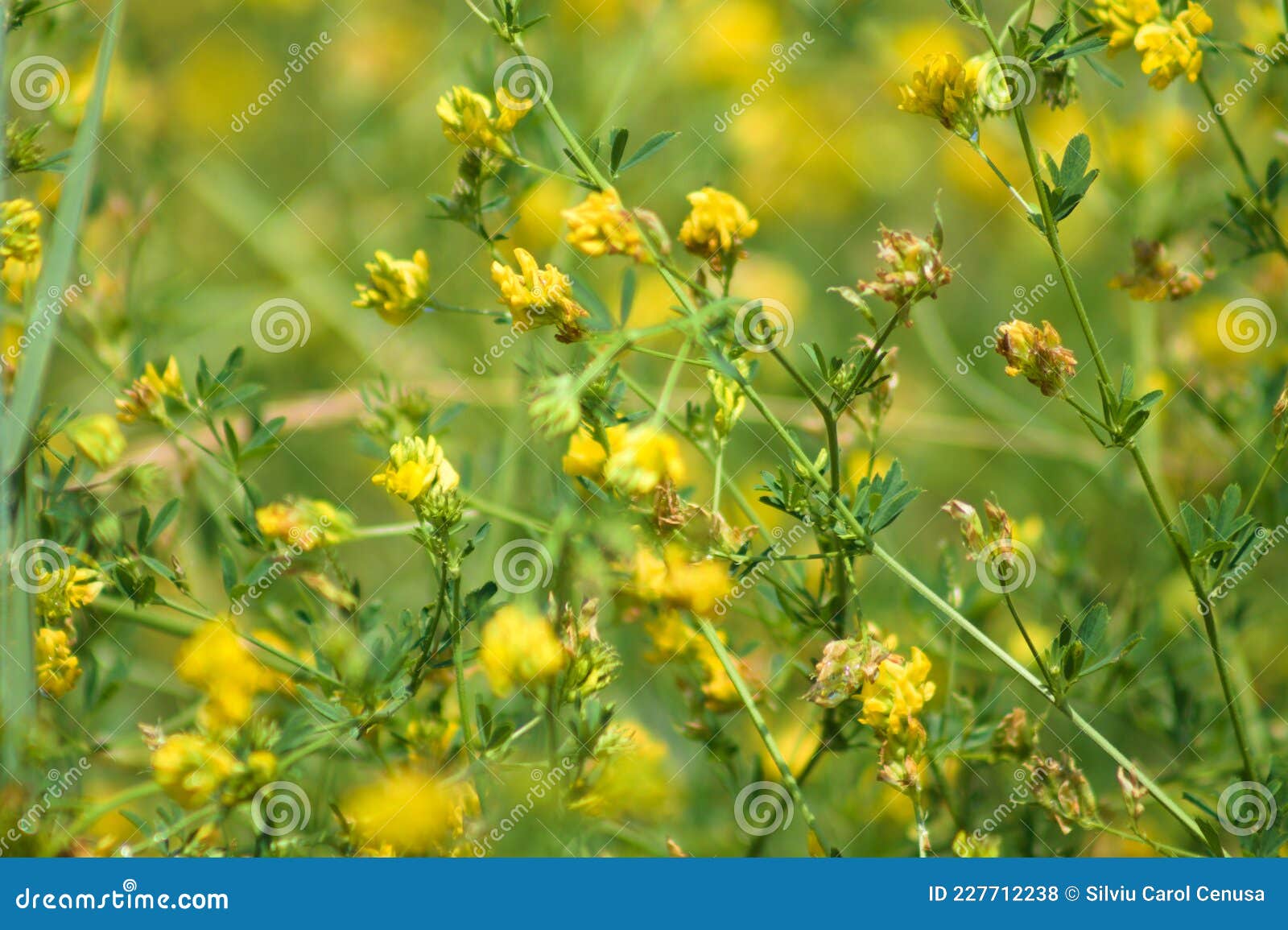 Multiple Sickle Medick in Bloom Landscape View of Stock Photo - Image ...