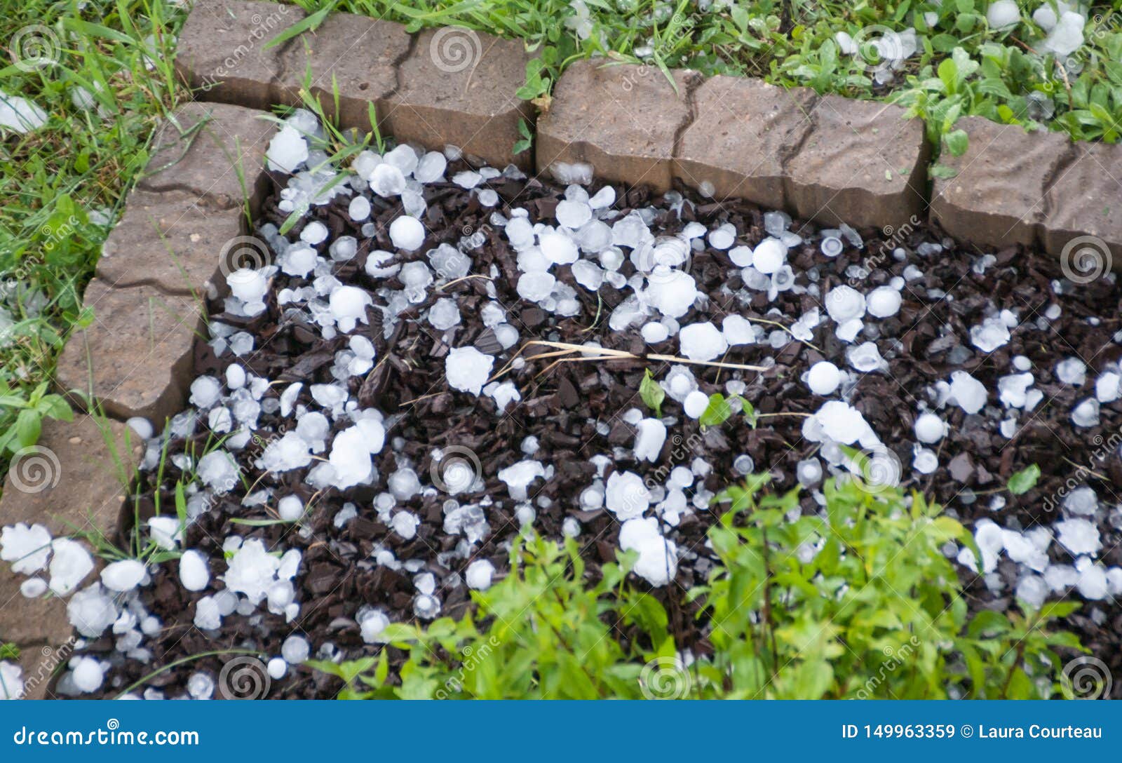 Multiple Sizes of Hail Stones Accumulated in a Corner of a Flower Bed ...
