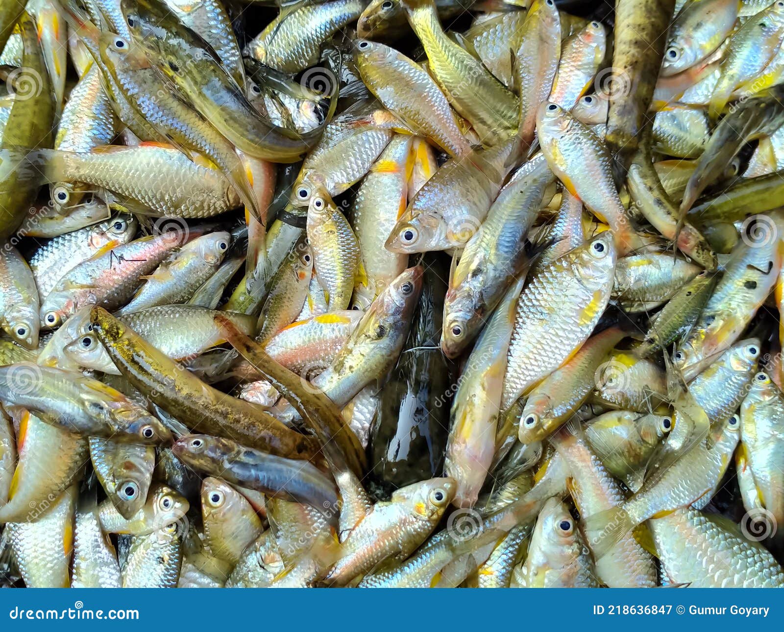 Multiple Small Fishes on the Basket Stock Image - Image of nature, meal ...