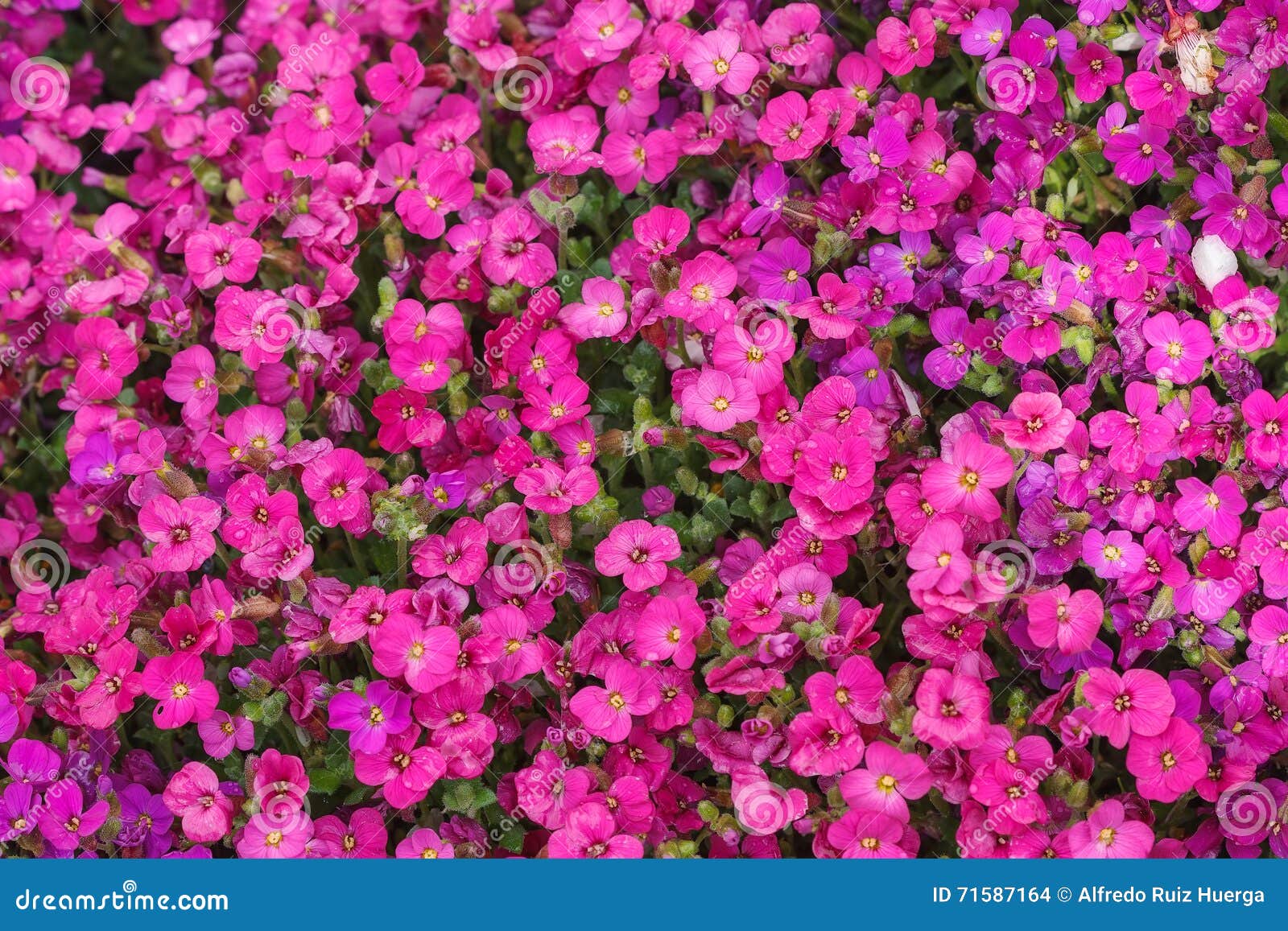 Multiple small flowers stock photo. Image of detail, collage - 71587164