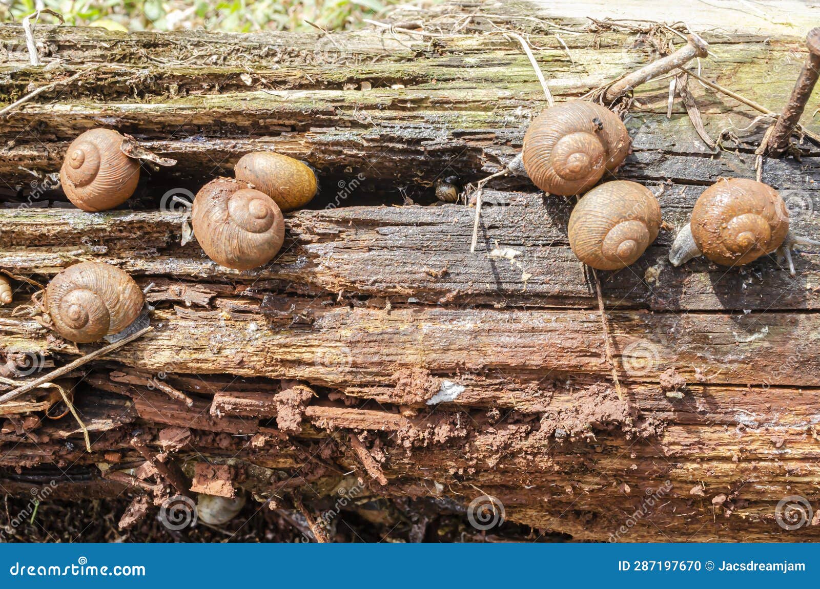 Snails on Wood Outdoor stock photo. Image of closeups - 287197670