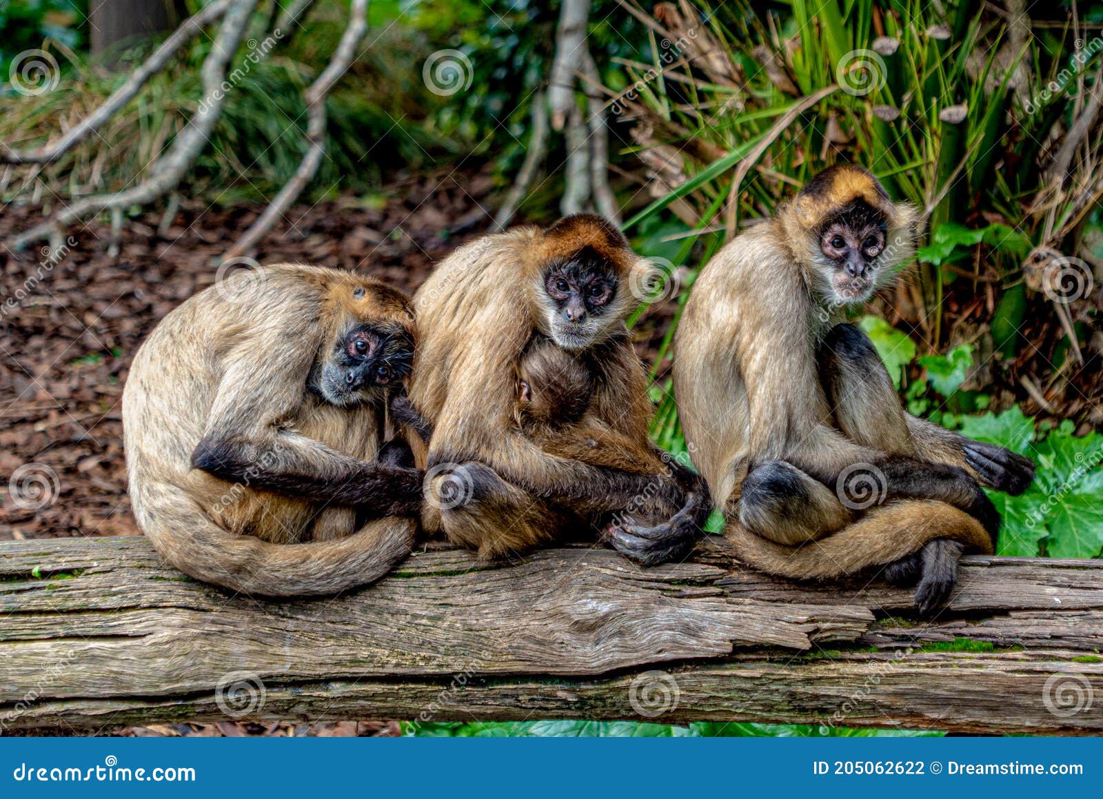 Multiple Spider Monkeys stock photo. Image of furry - 205062622