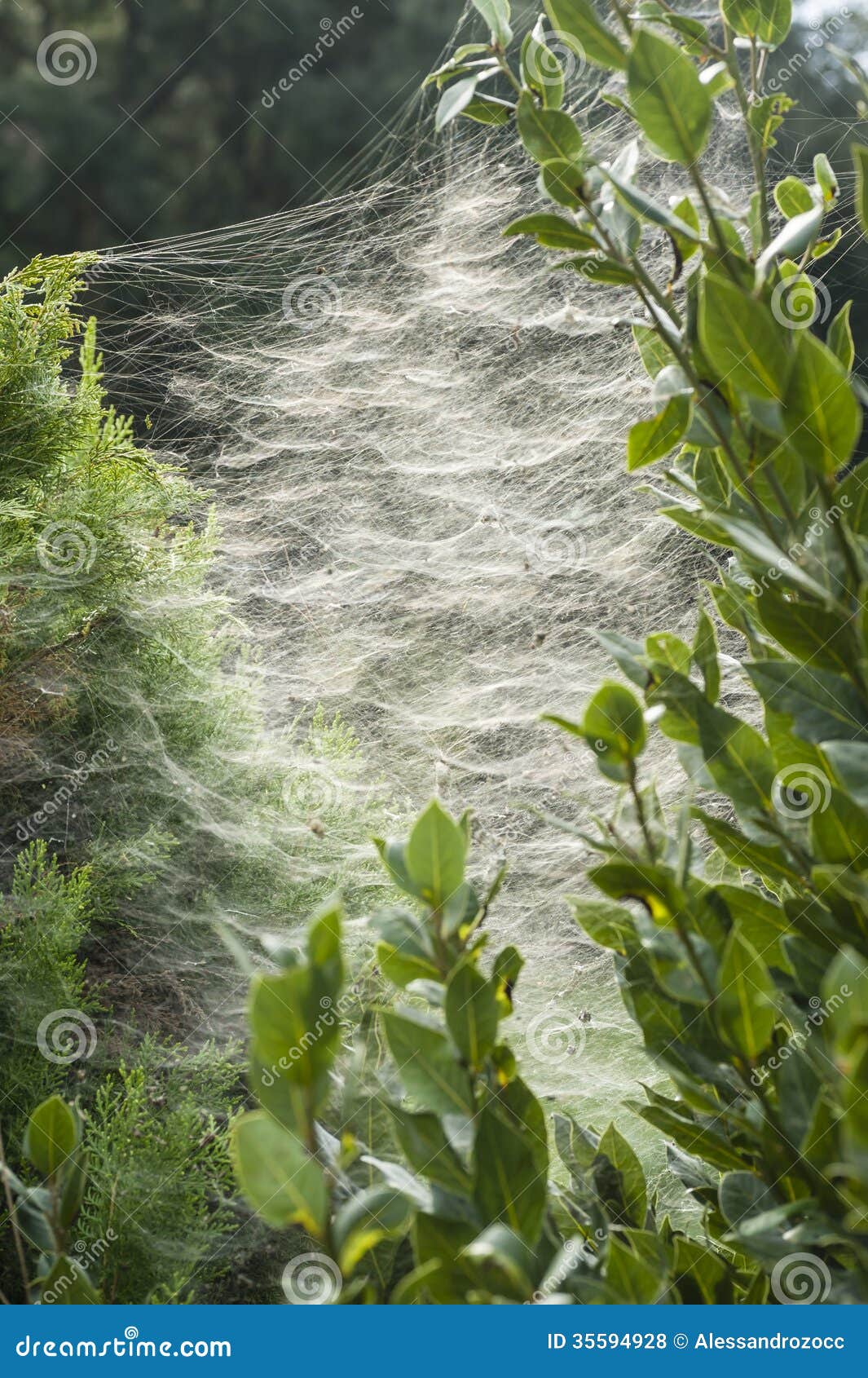 Multiple Spider web stock photo. Image of animal, plant - 35594928