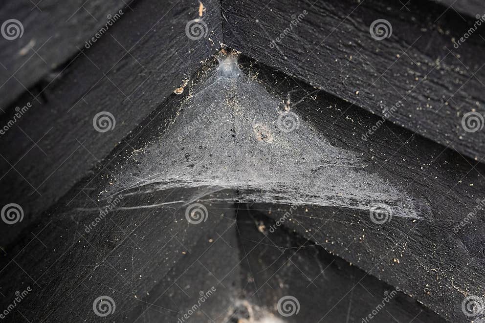 Multiple Spiders Web in a Corner by Black Walls.. Stock Photo - Image ...