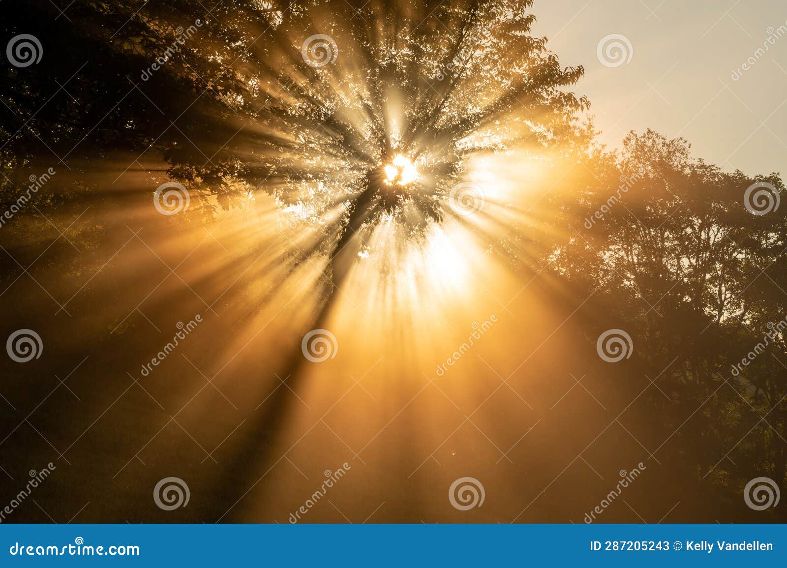 Multiple Sunbrusts Explode from the Middle of Large Tree in Orange ...