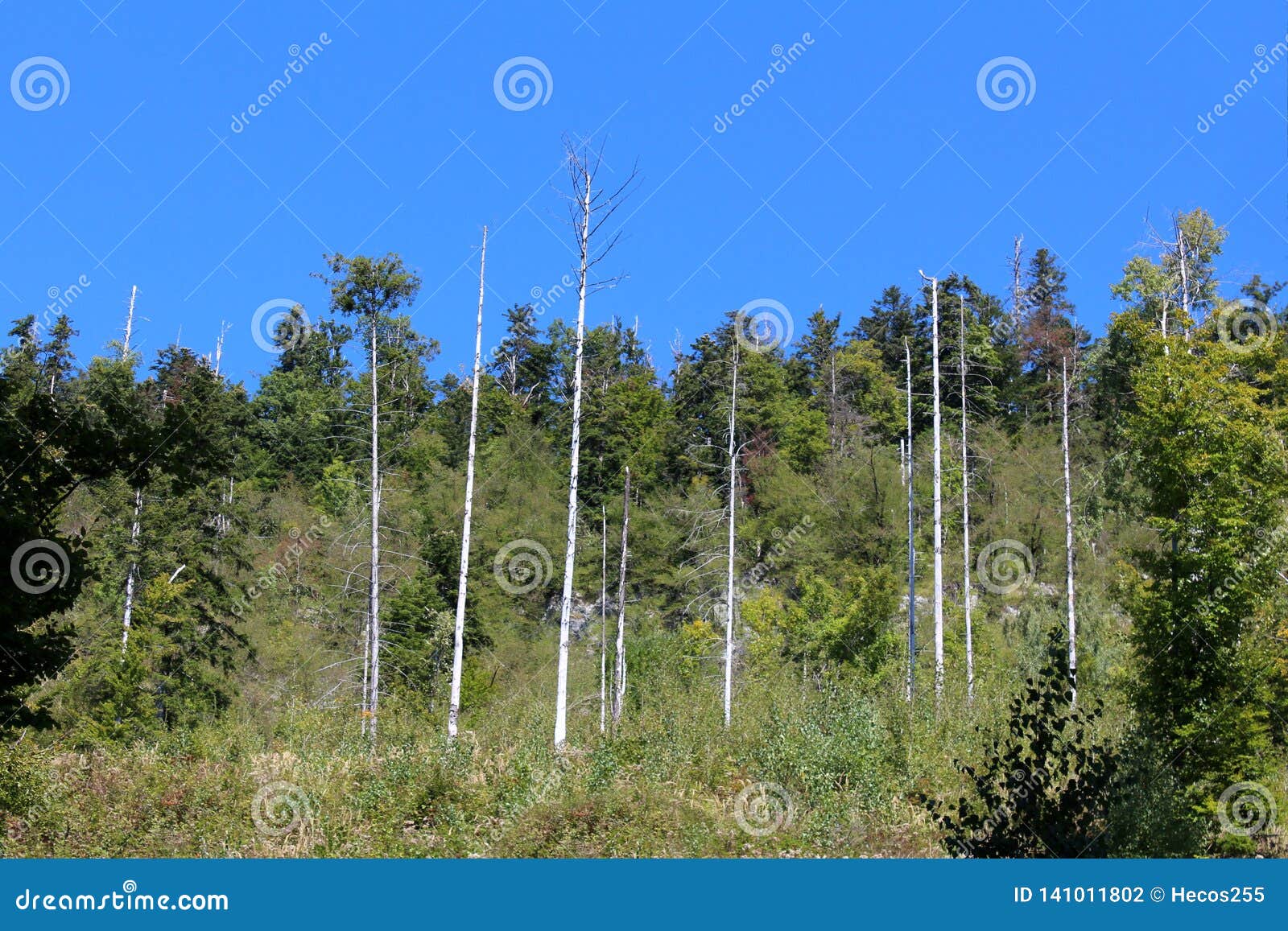 Multiple Tall Trees With White Bark Without Any Leaves Surrounded With ...