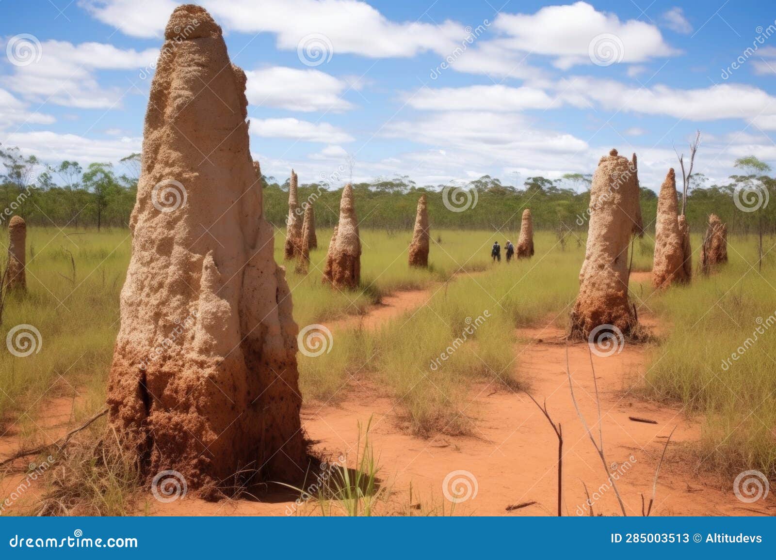 Multiple Termite Mounds at Different Stages of Development Stock ...