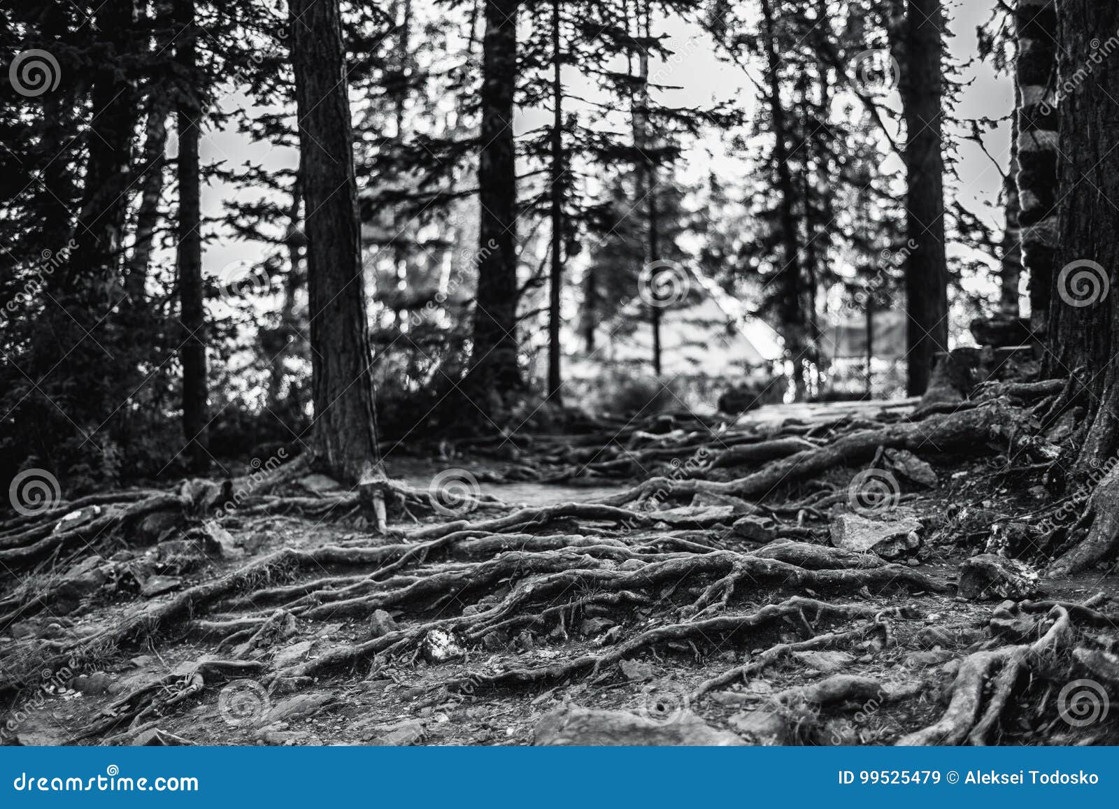 Multiple Tree Roots, Greyscale Image Stock Image - Image of environment ...