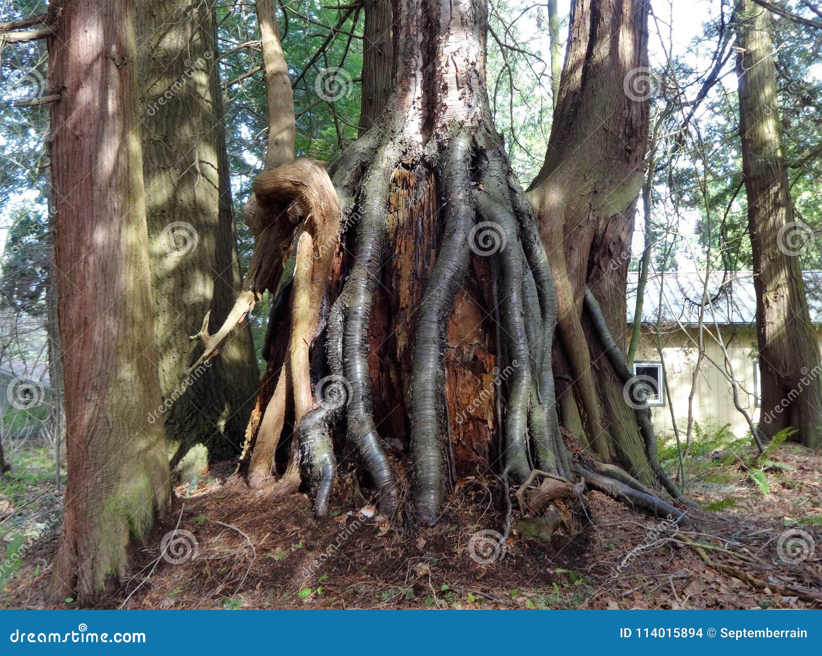Multiple Trees Grow on a Fallen Tree Stock Photo - Image of feeder ...
