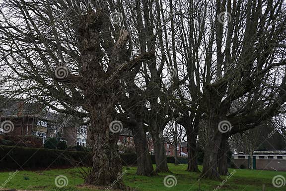 Multiple Trees Standing in the Park Stock Image - Image of environment ...
