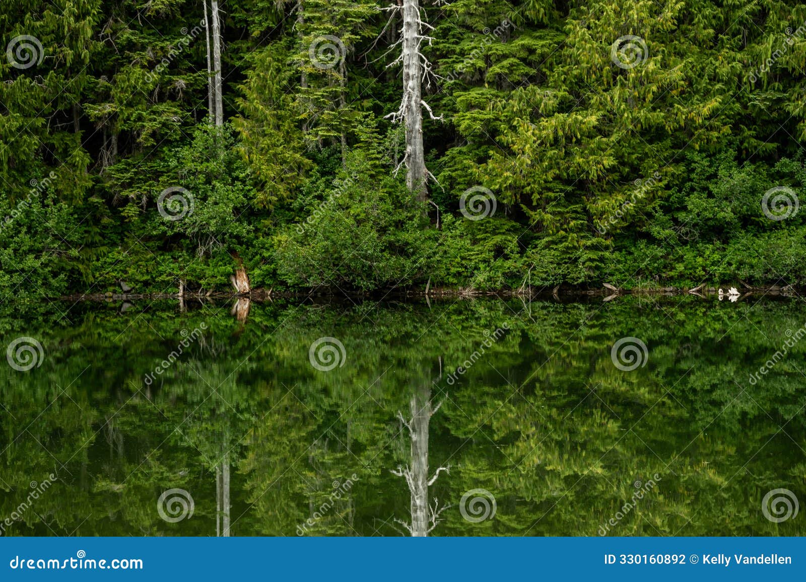 Multiple Types of Pine Trees Line Deer Lake in Olympic Stock Photo ...