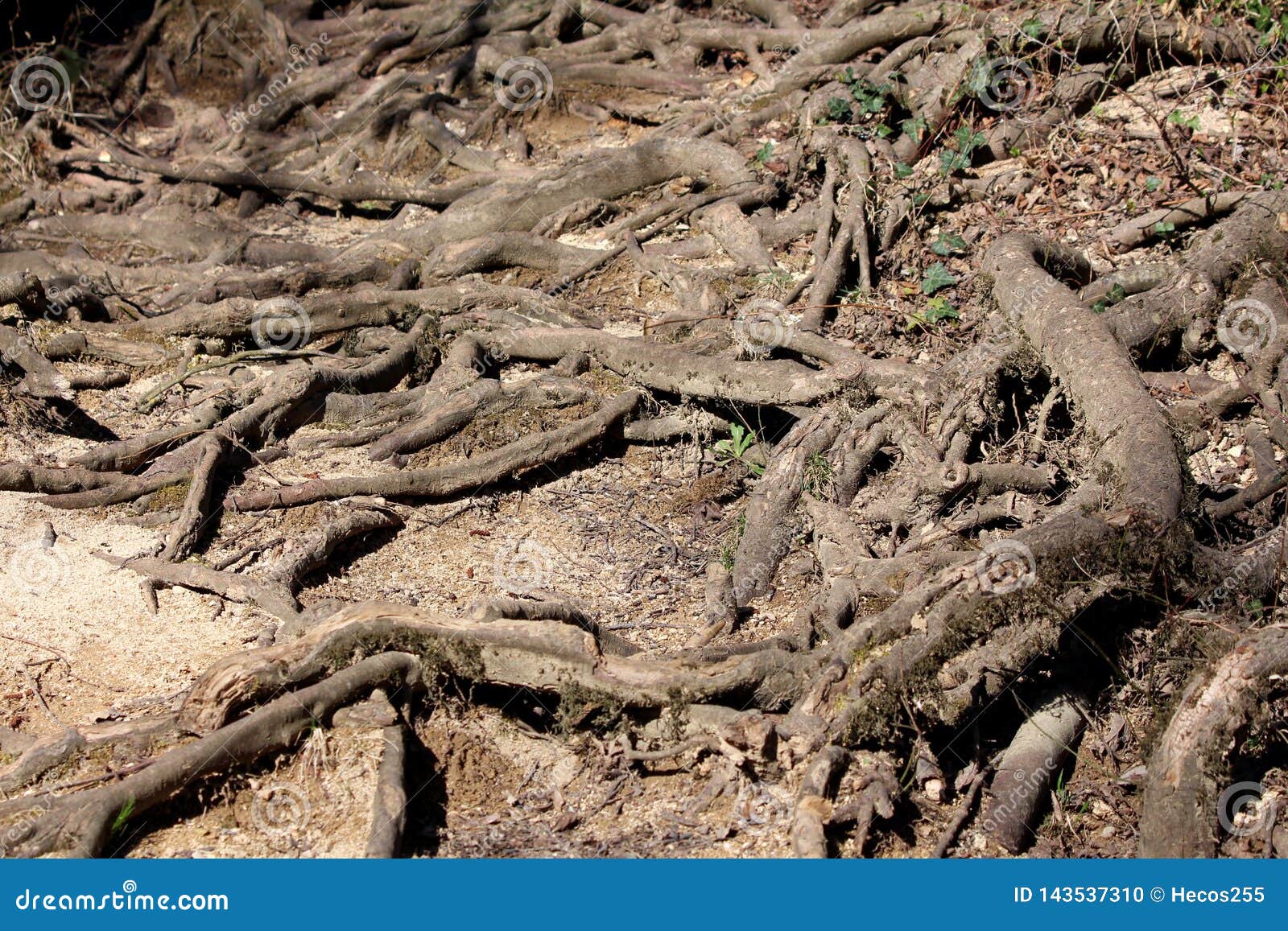 Multiple Visible Exposed Tree Roots Growing in Various Directions ...