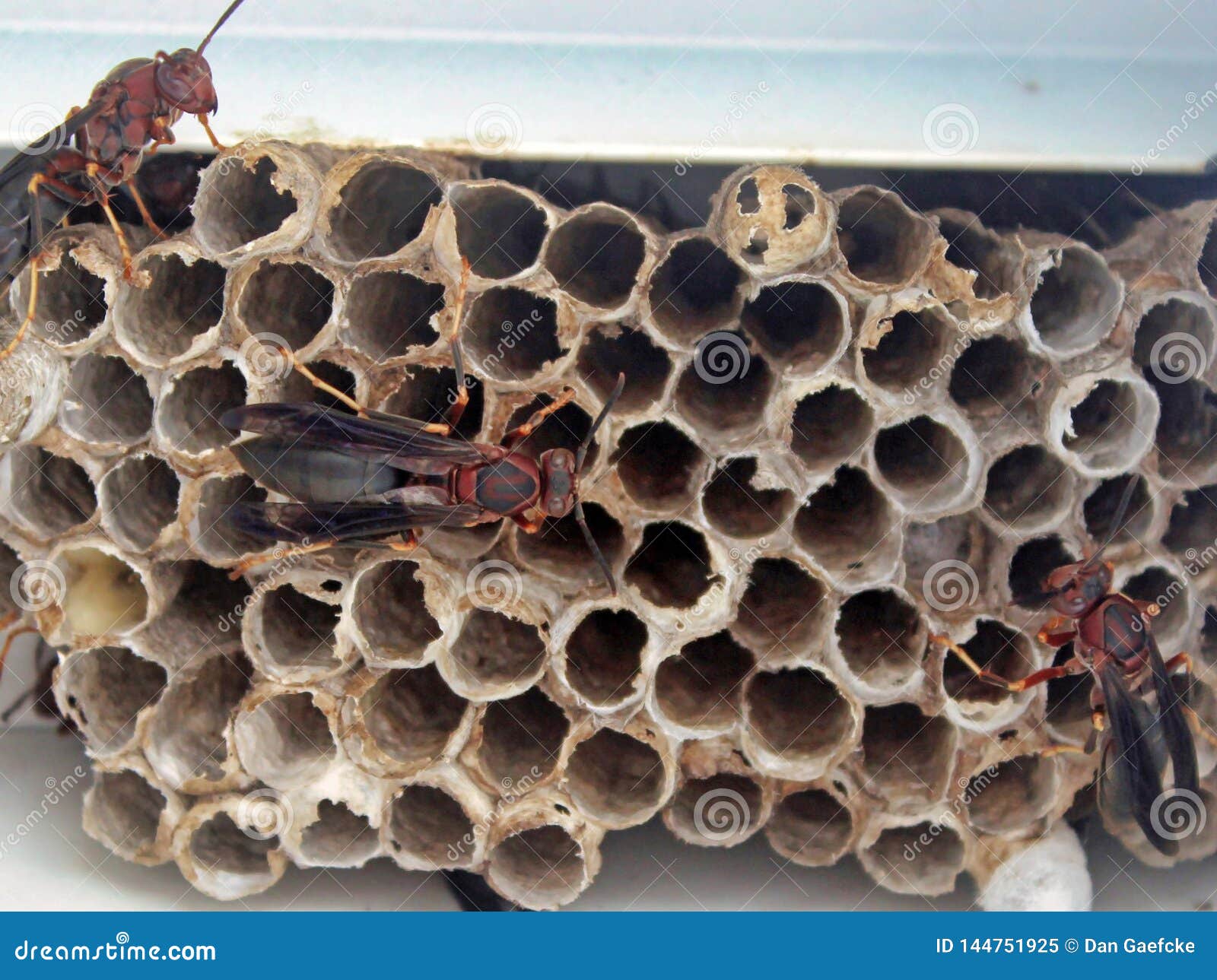 Multiple Wasps Building a Hive Underneath Eaves of a House Stock Image ...