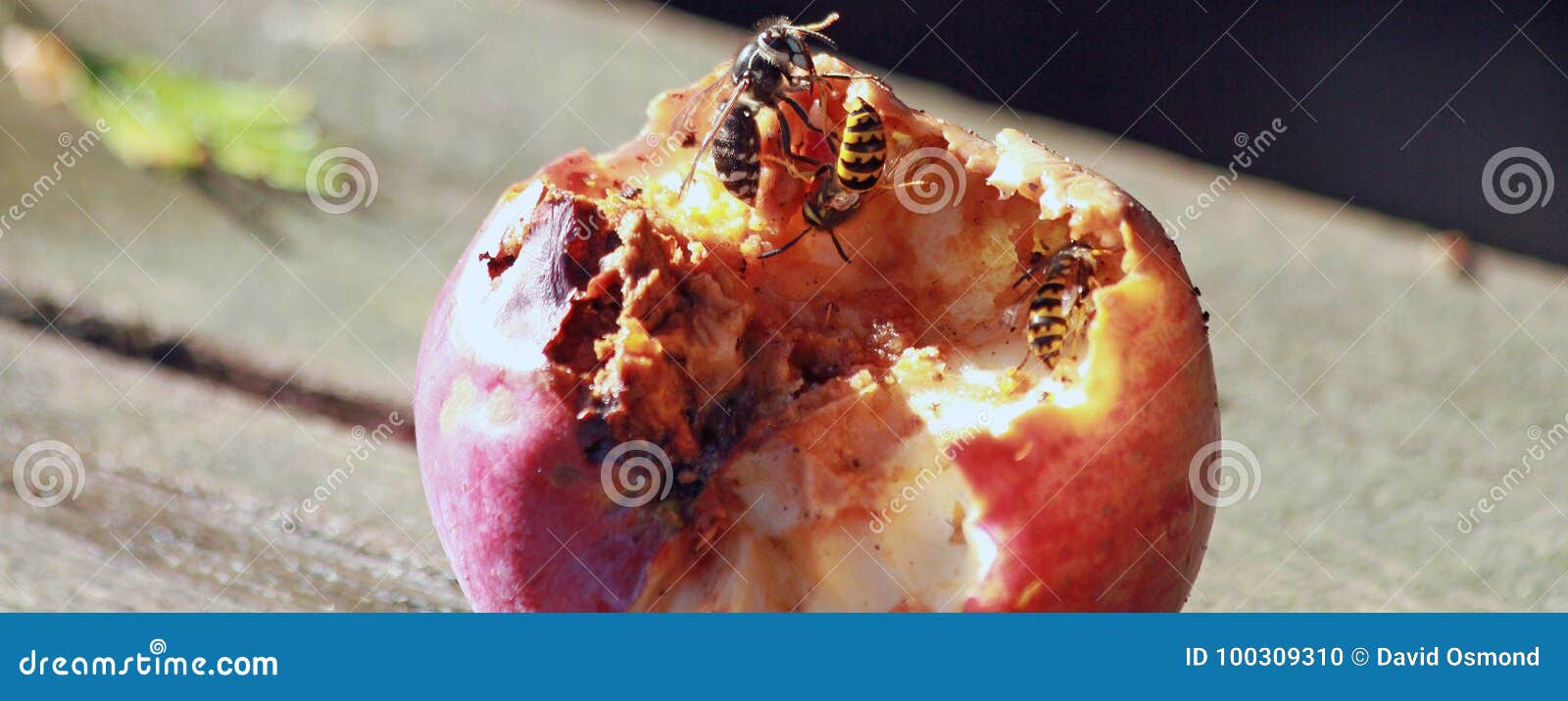 Multiple Wasps Eating an Apple Stock Photo - Image of table, apple ...