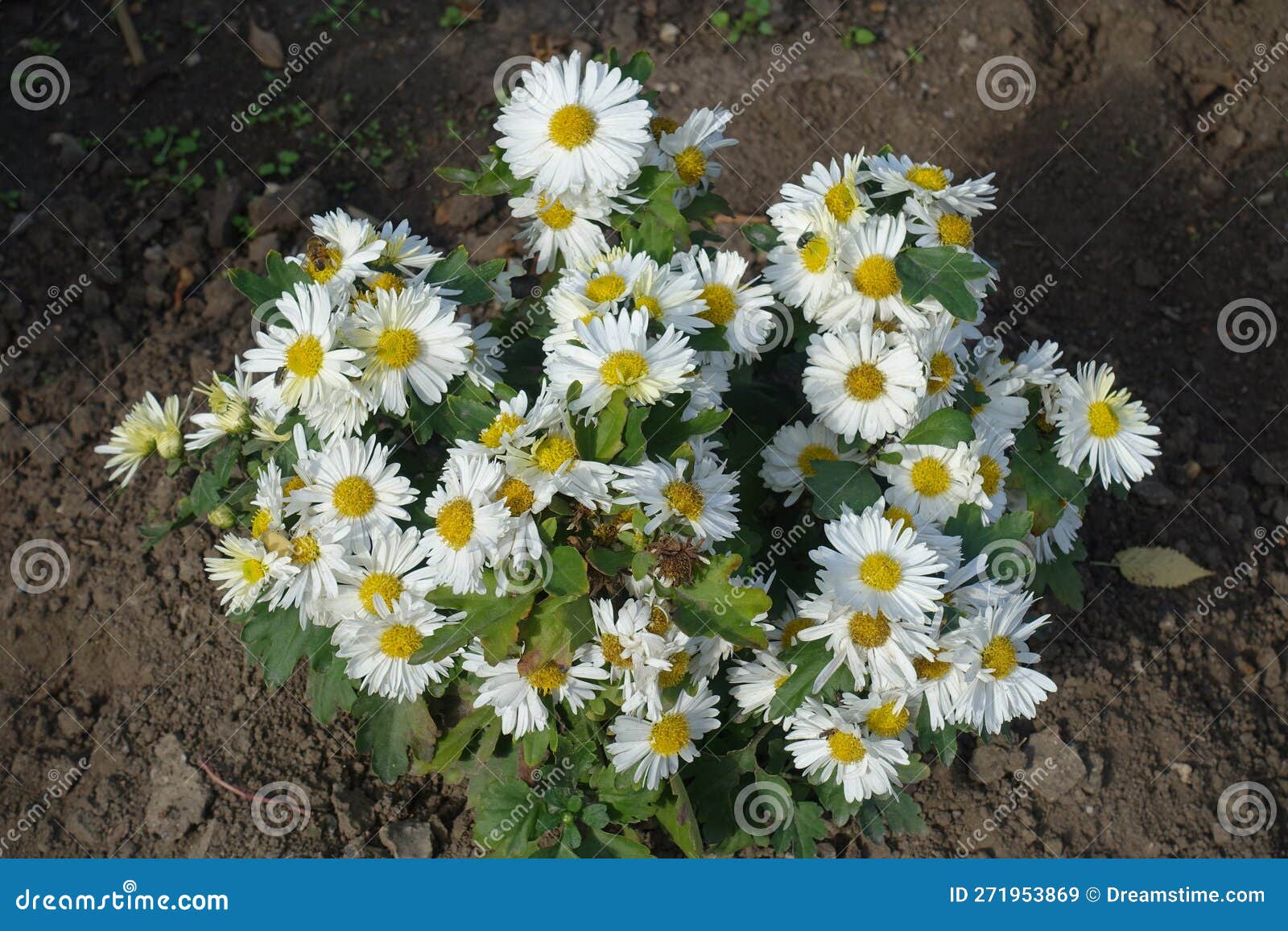 Multiple White Daisy-like Flowers of Chrysanthemums in October Stock ...