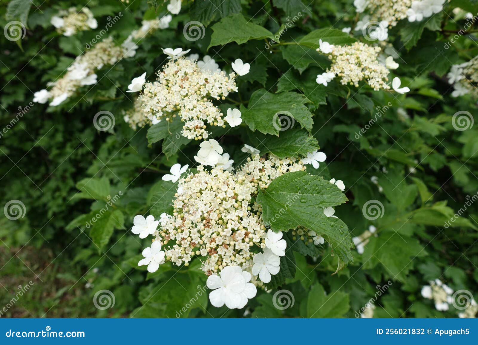 Multiple White Flowers of Viburnum Opulus Stock Photo - Image of ...