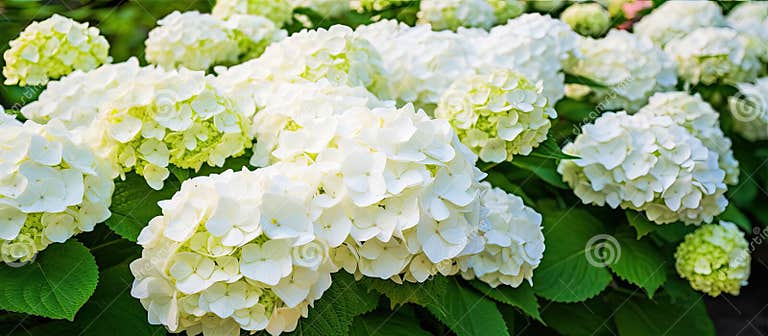 Multiple White Hydras on a Blue Background Stock Image - Image of ...