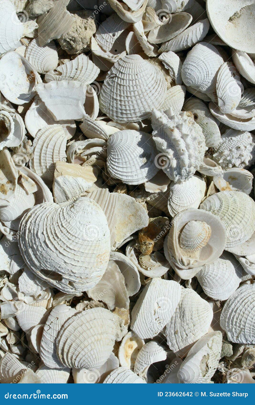 Multiple White Seashells stock photo. Image of sand, multiple - 23662642